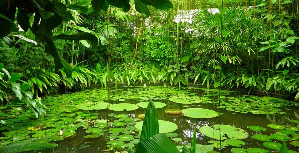 La importancia de proteger la diversidad vegetal | Bioguia